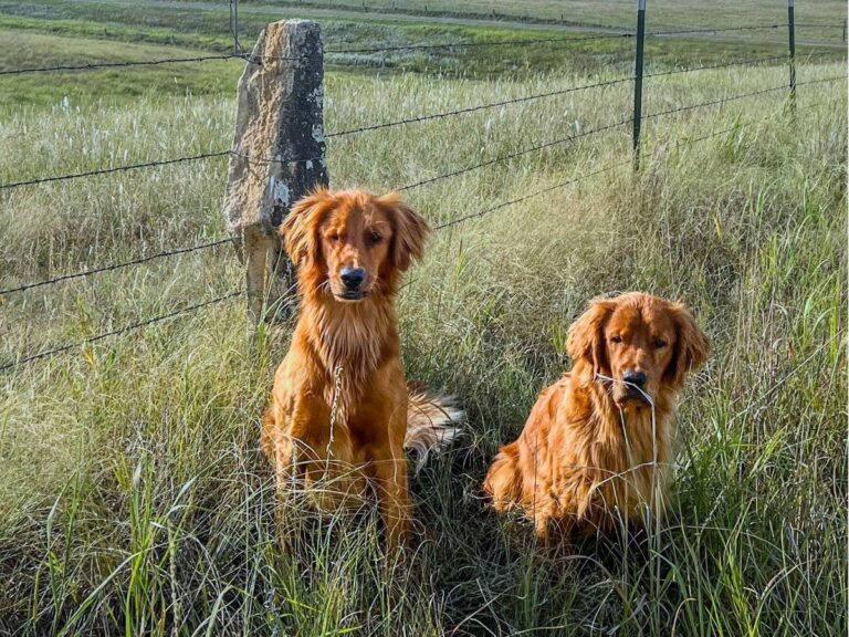 About Us – postrockfence.com